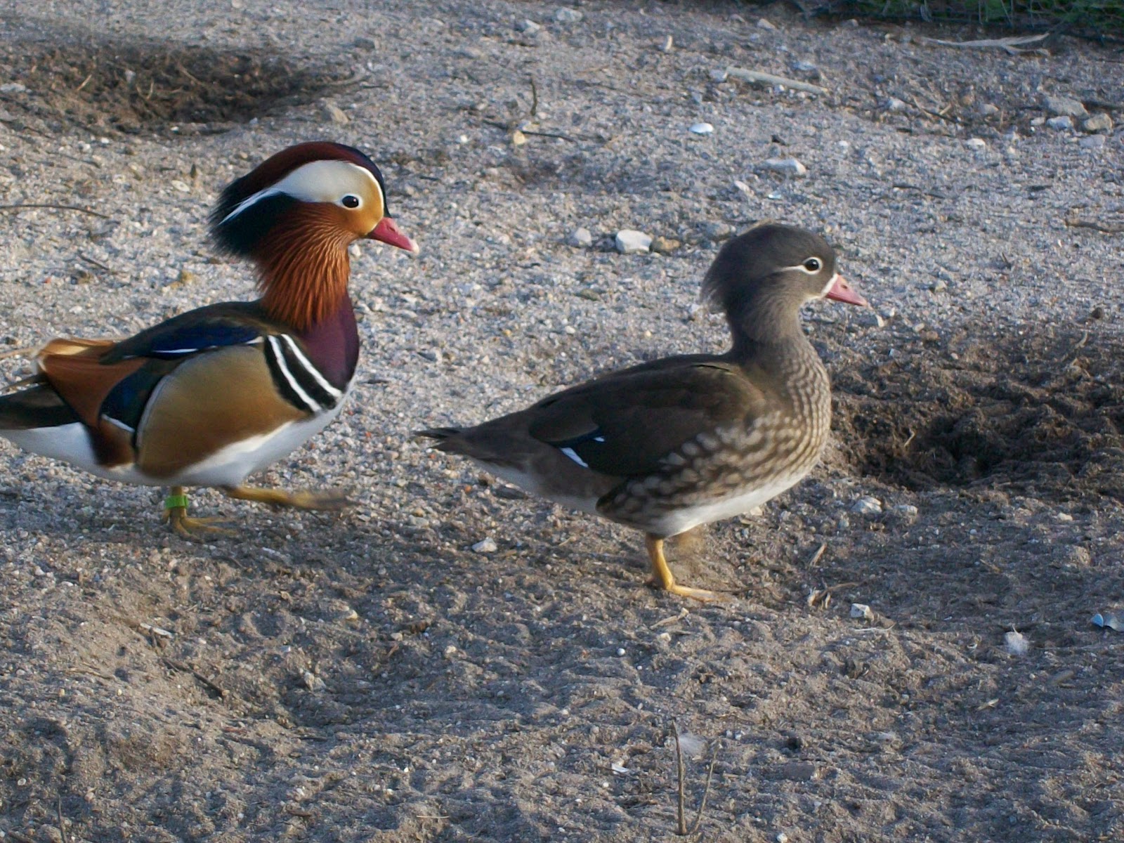 Bicharada da Tia Eti: Patos ornamentais - Pato mandarim