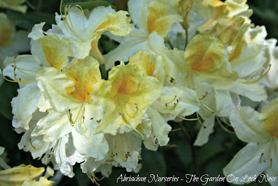 Abriachan Nurseries - The Garden On Loch Ness: Azaleas - A memory of colour