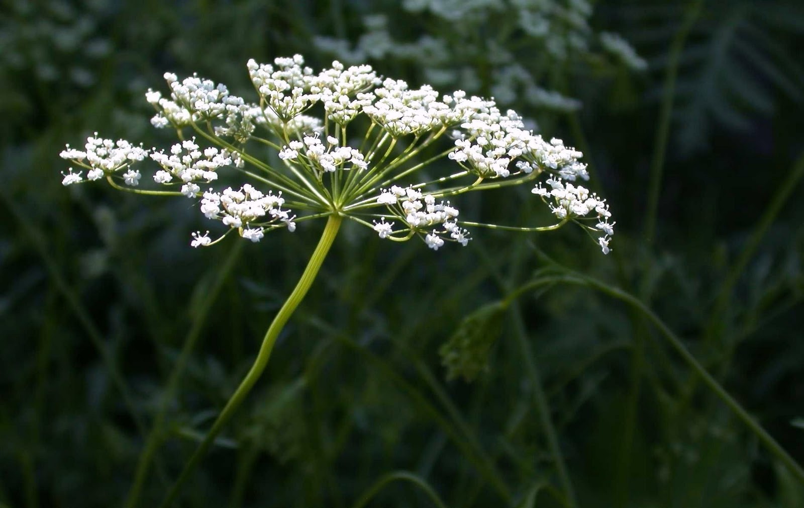 Growing Hermione's Garden: Pimpinella anisum - Anise