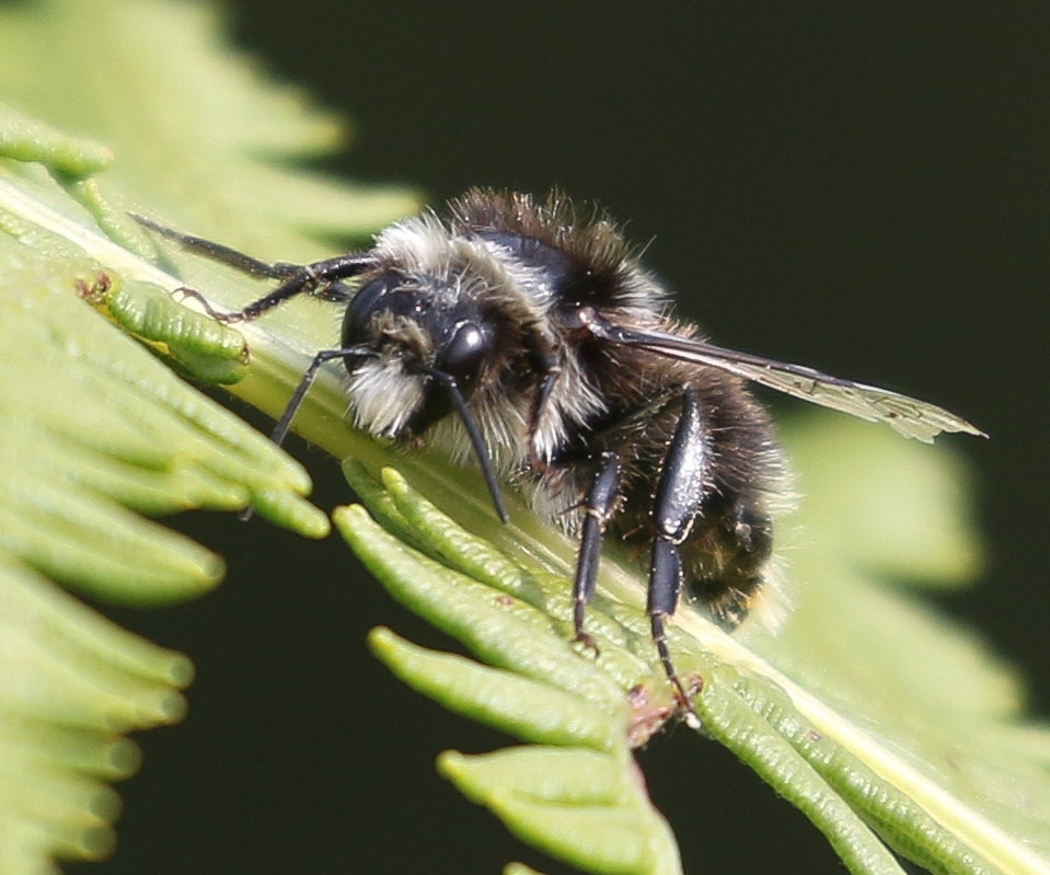 Birding Poole Harbour & Beyond: 28 Aug 18 - Ashy Mining Bee