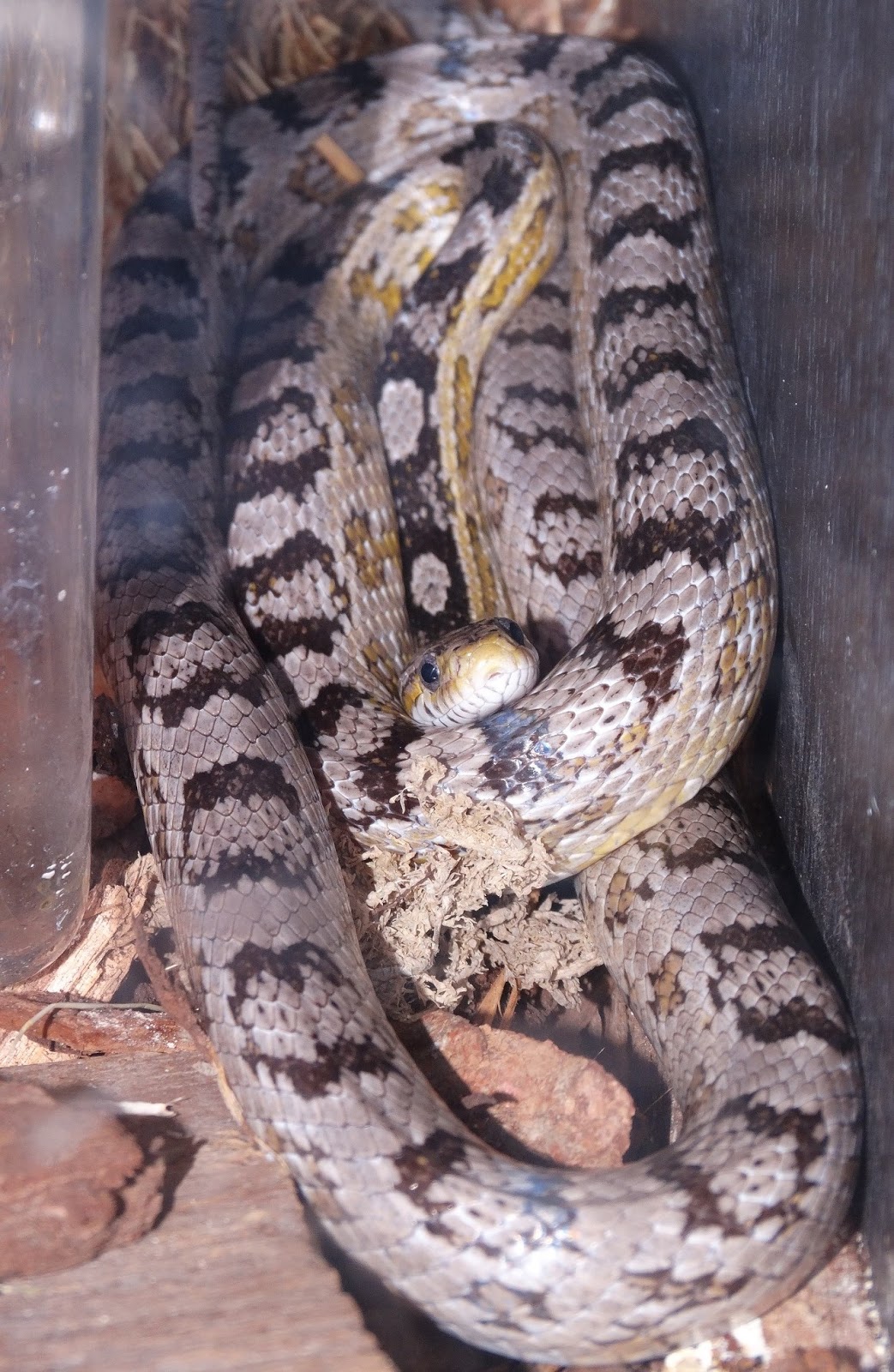 Reptiles Amphibians & Fish: HYBRID RAT SNAKE