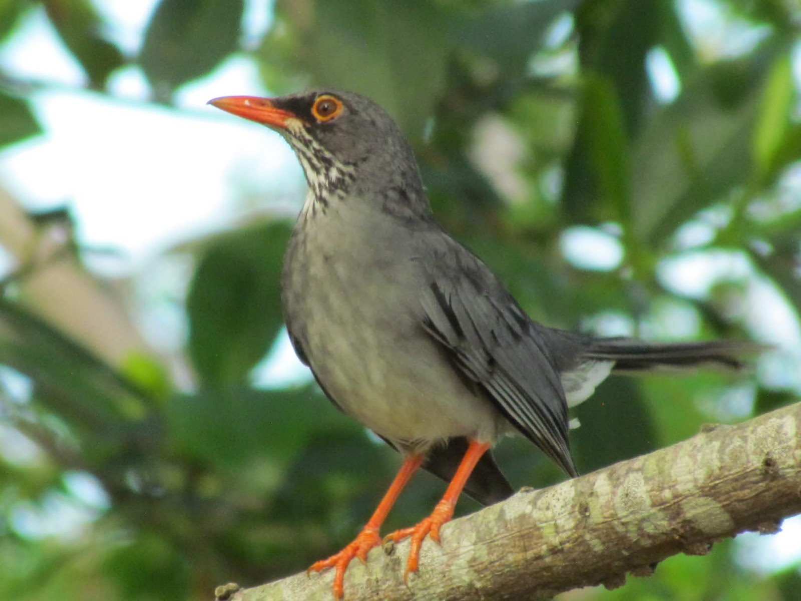 Foto Blog Puerto Rico: Fotos de Aves en Puerto Rico