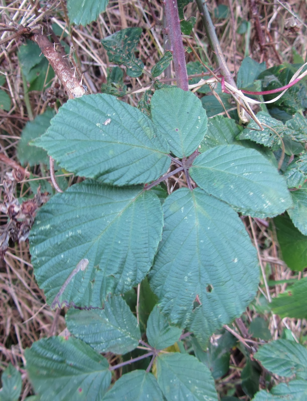 Rubus fructicosus, Bramble