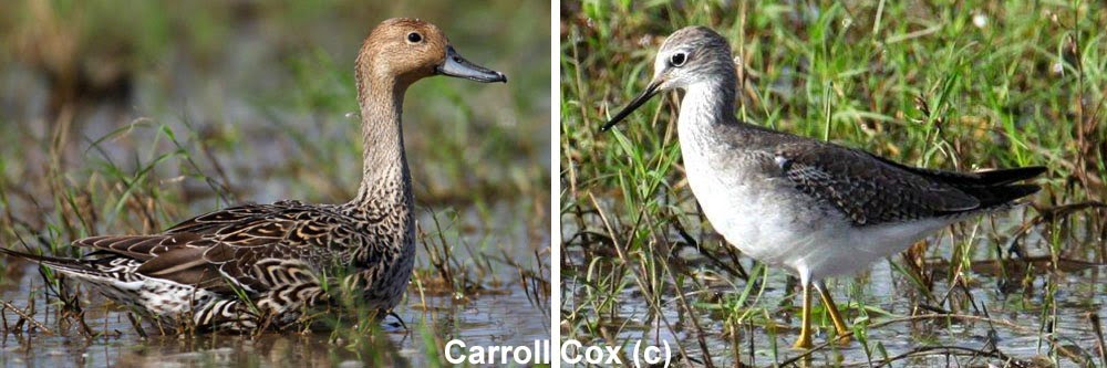 Honouliuli Ewa Traditional Cultural Properties: Ewa Farm Land ...