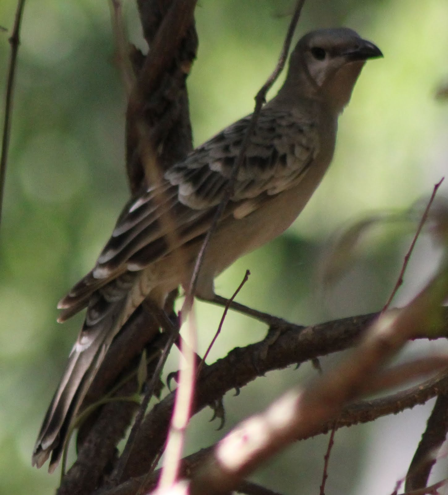 Richard Waring's Birds of Australia: 2011 Bird Photos - 299 species