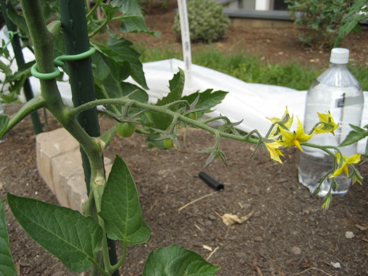 Pacific Northwest Gardener: Tomato plants are finally setting fruit
