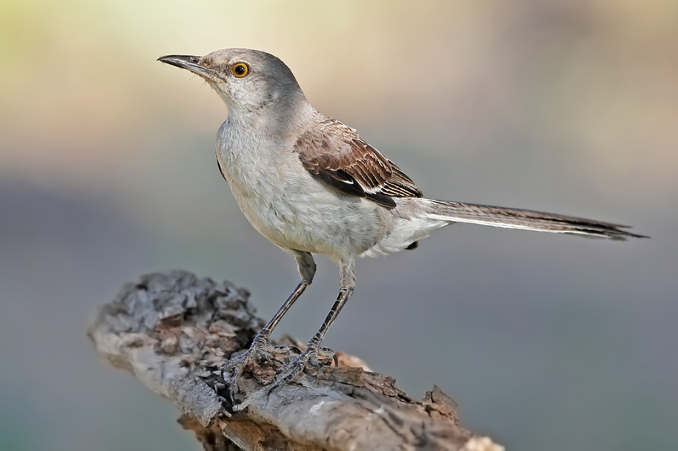 Econcientiza: Los cenzontles reconocen a sus enemigos