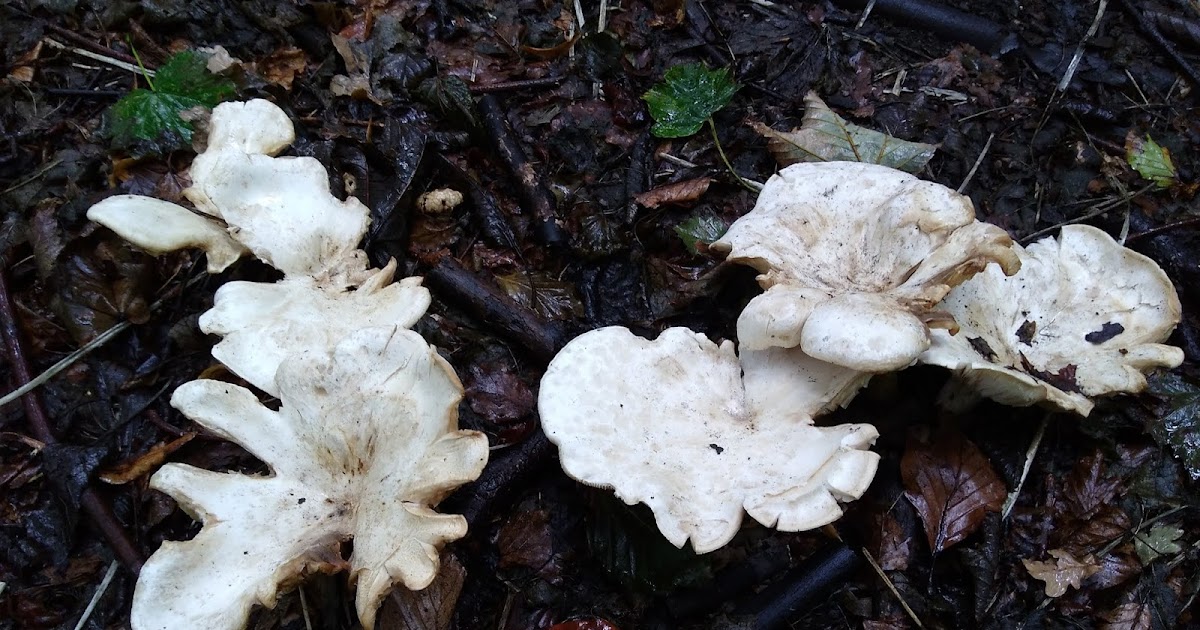 Myco Magic: Giant Funnel, Dalgety Bay, Sep 4th