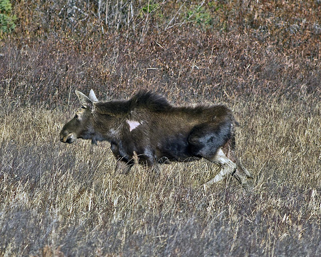 Wild in Pictures: Moose in the Marsh. Apr 2 2012