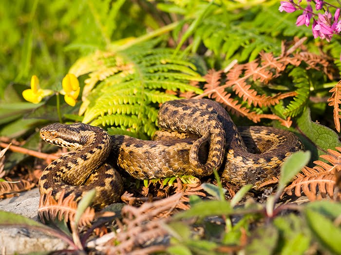 naturaleza en La Villa: Víbora de Seoane al atardecer
