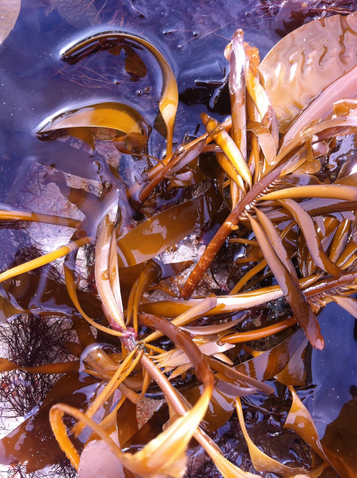 SEAWEED NA MARA : Foraging and Cooking with Wild Seaweed