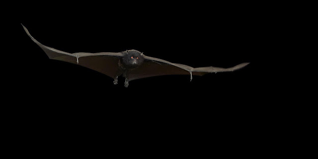 Tim Flach: More Than Human