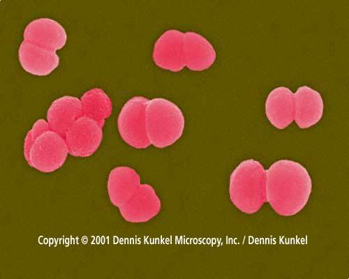 REINO MONERA - BACTÉRIAS