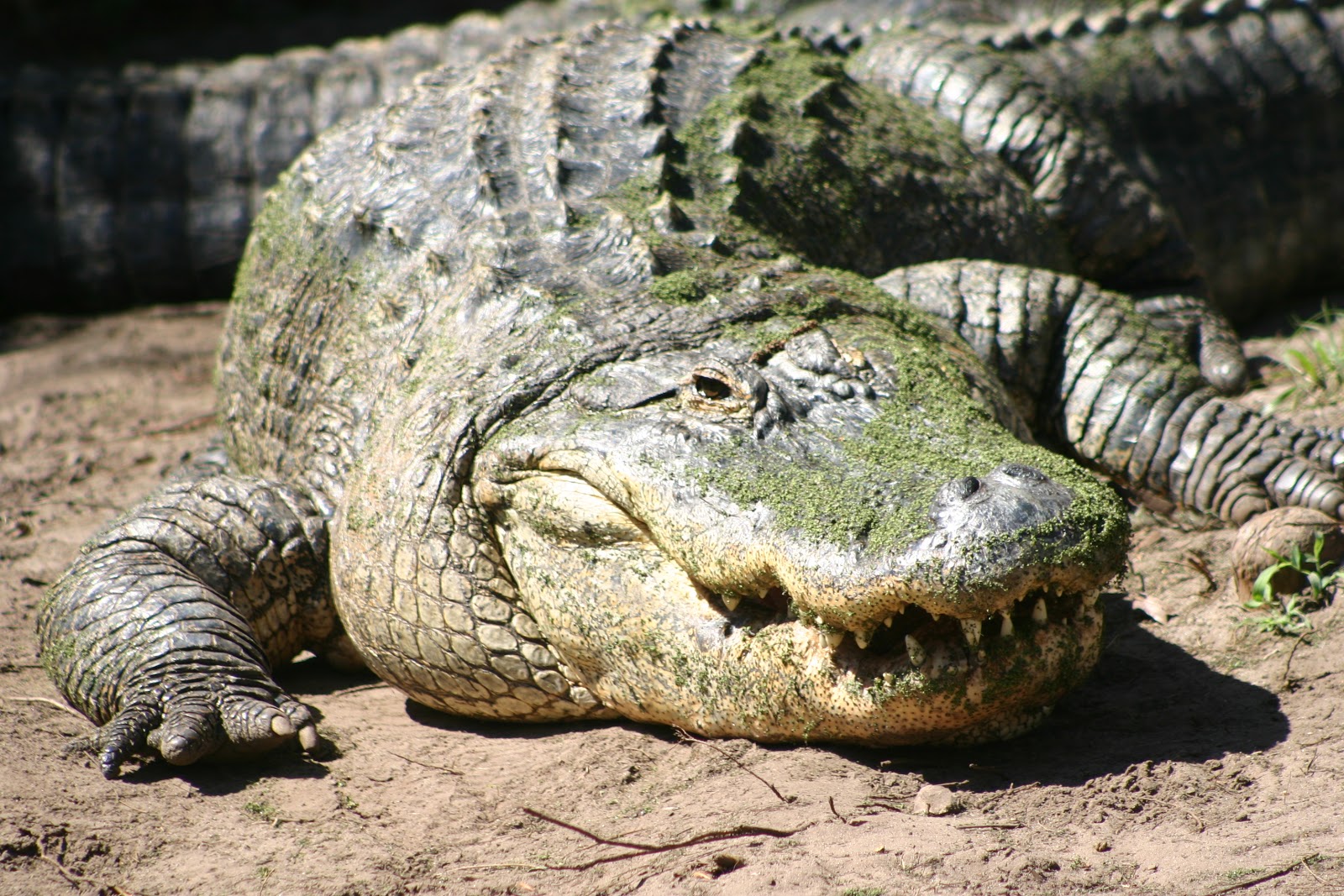Alligator - Animals World Alligator - Animals World
