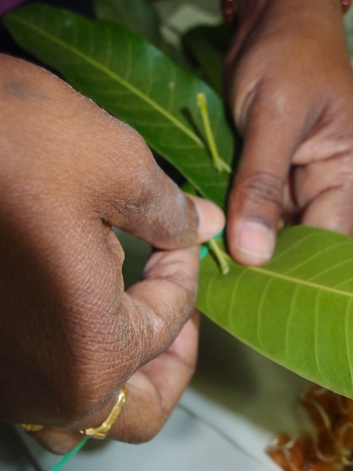 Xing Fu: TORAN OF MANGO LEAVES FOR DIWALI