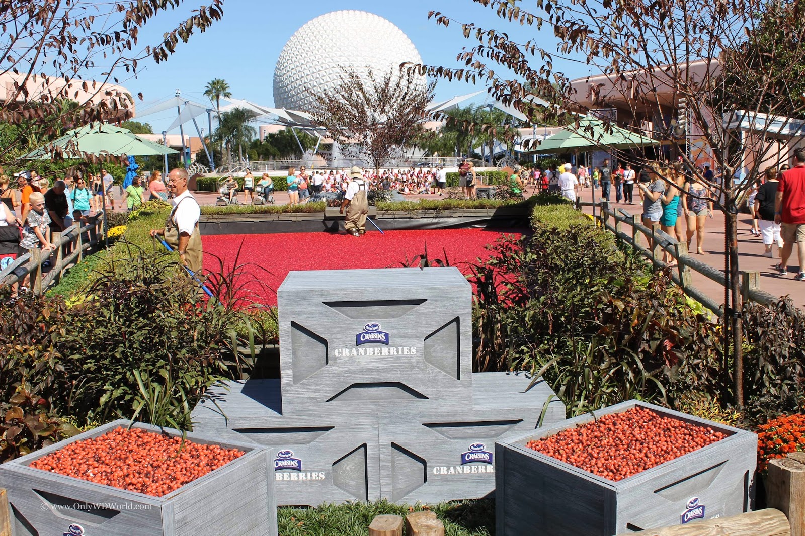 Ocean Spray Brings A Cranberry Bog To Disney World During The Epcot ...