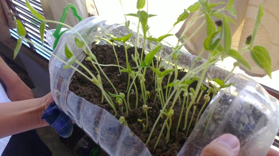 TLE PROJECT: Mongo Seeds