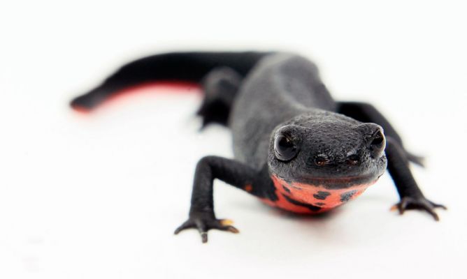 SPORT+COTAS: TRITON VIENTRE ROJO