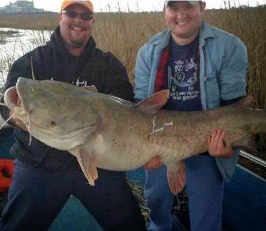 Big Fishes of the World: FLATHEAD CATFISH page 2