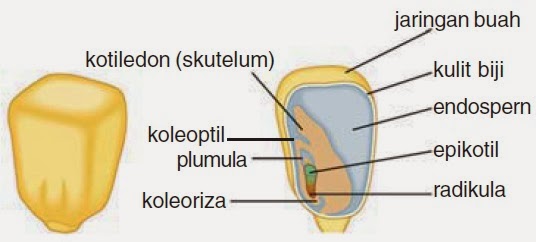 Struktur Biji Tumbuhan Dikotil dan Monokotil