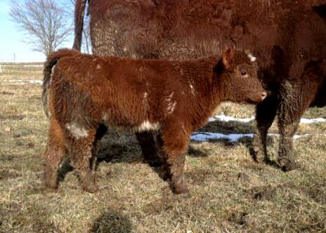 RCC Blog: 2Tone Raised by Martin Livestock, IN