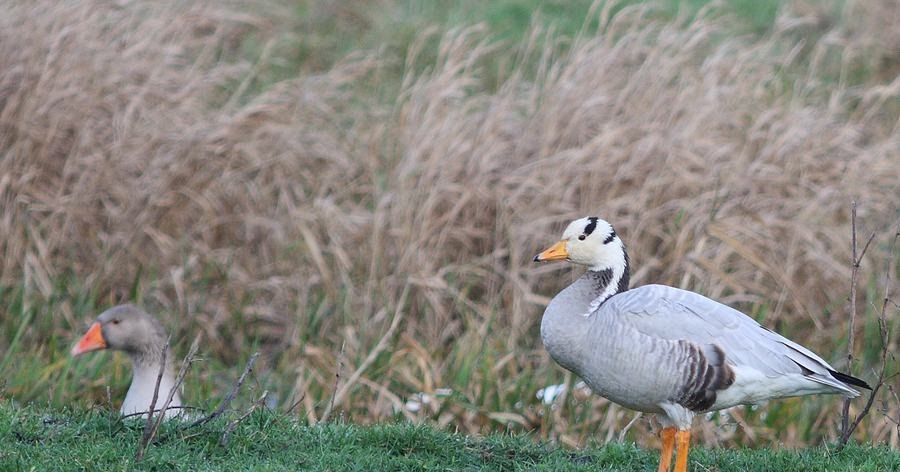 Sneuper: Indische gans