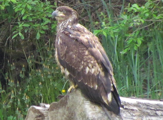 Bickford's Tin Can Tour: The Road from Jasper to Haines Alaska