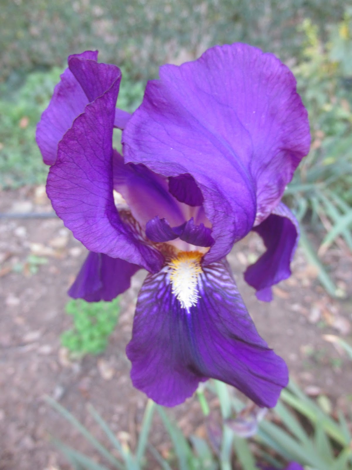 El huerto escolar como recurso científico: Estudio del polen: Lirio ...