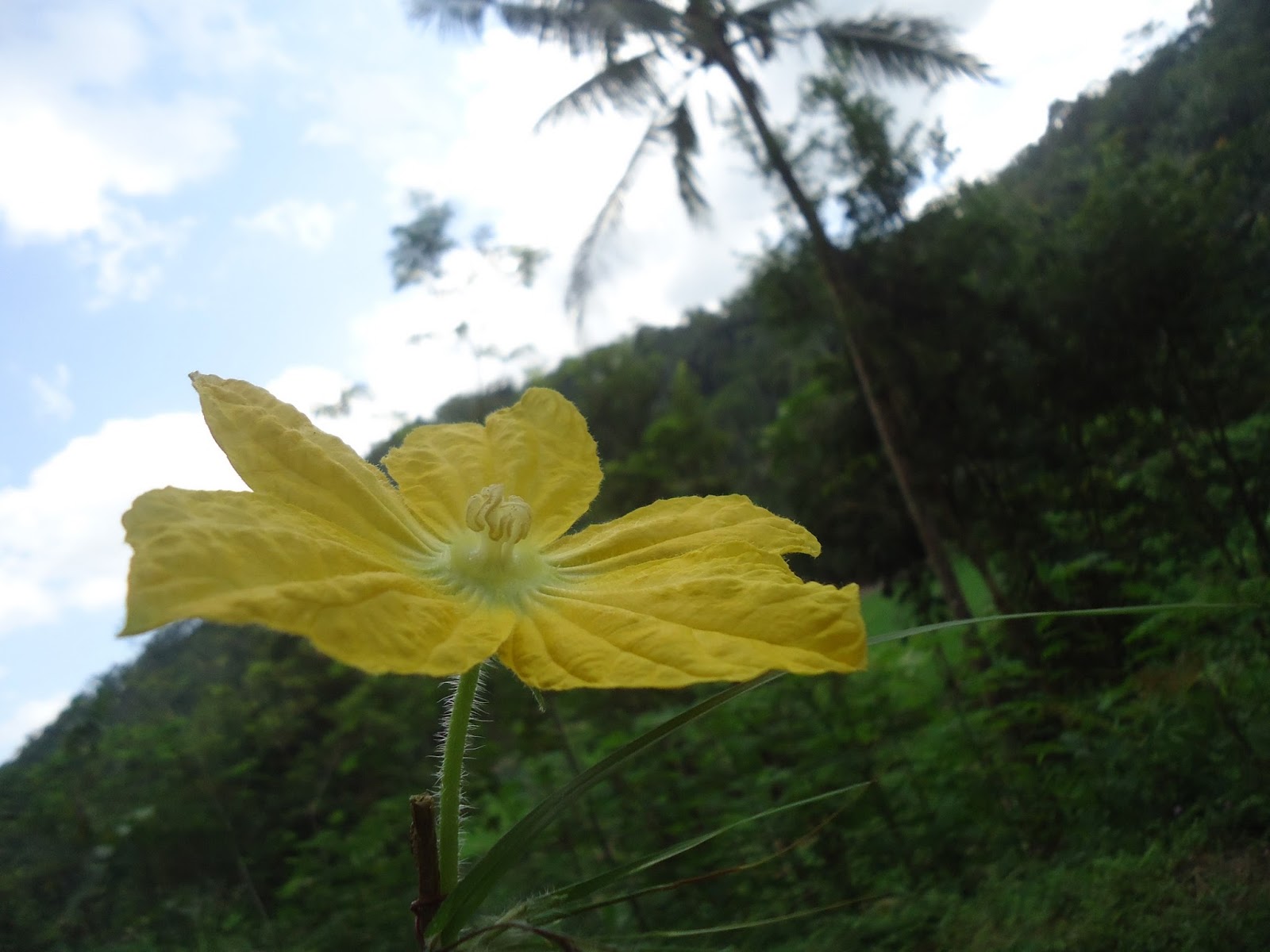 Wallpaper Bunga Labu Kuning di Bukit Menoreh - Rumah Daun Muda