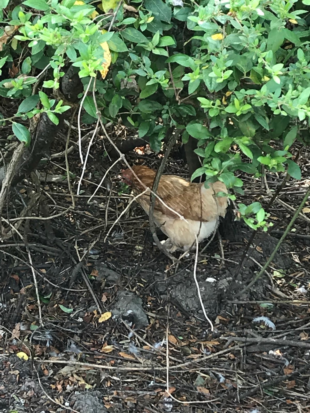 Chicken foraging system