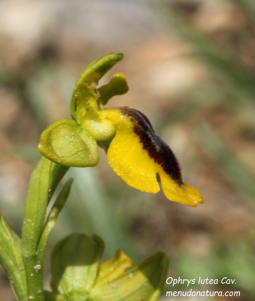 Menuda Natura: Ophrys lutea Cav.