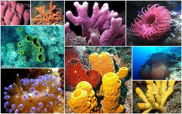 vavajuventude: PORÍFERA: ANIMAL OU VEGETAL?