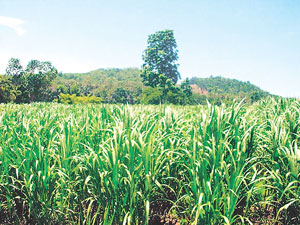 DINARA AGRO FARM: Panduan Menanam Rumput Napier / Rumput Lembu