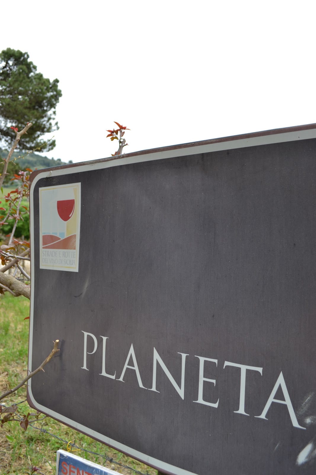 dwightthewinedoctor: Planeta wines of Sicily: from the Village of ...
