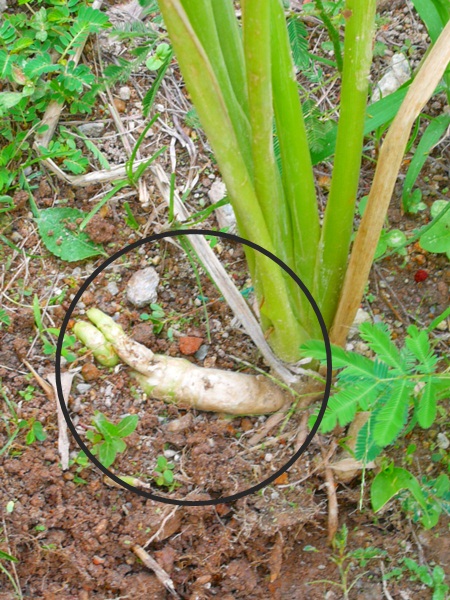 TanamSendiri.com -- Grow Your Own: Tuaian Hari Ini -- Temu Pauh, Mango ...