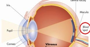 Journal and Conferences on Ophthalmology: Detecting the Physiological ...
