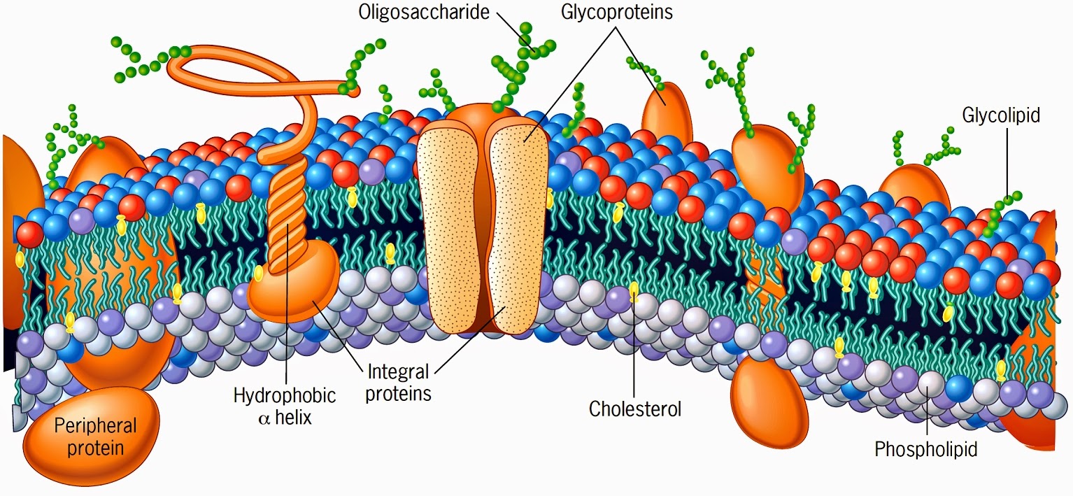 Membrana plasmática - Célula