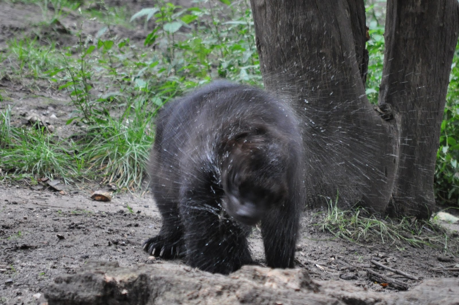 ZOOTOGRAFIANDO (6.100 ANIMALS): GLOTÓN / WOLVERINE (Gulo gulo)