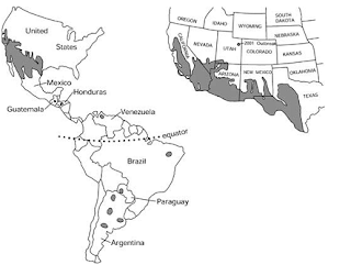 Coccidioides immitis