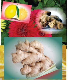 GINGER - HEALTHY FOOD FOR HEALTHY LIFE - GLOOMING TRENDZ