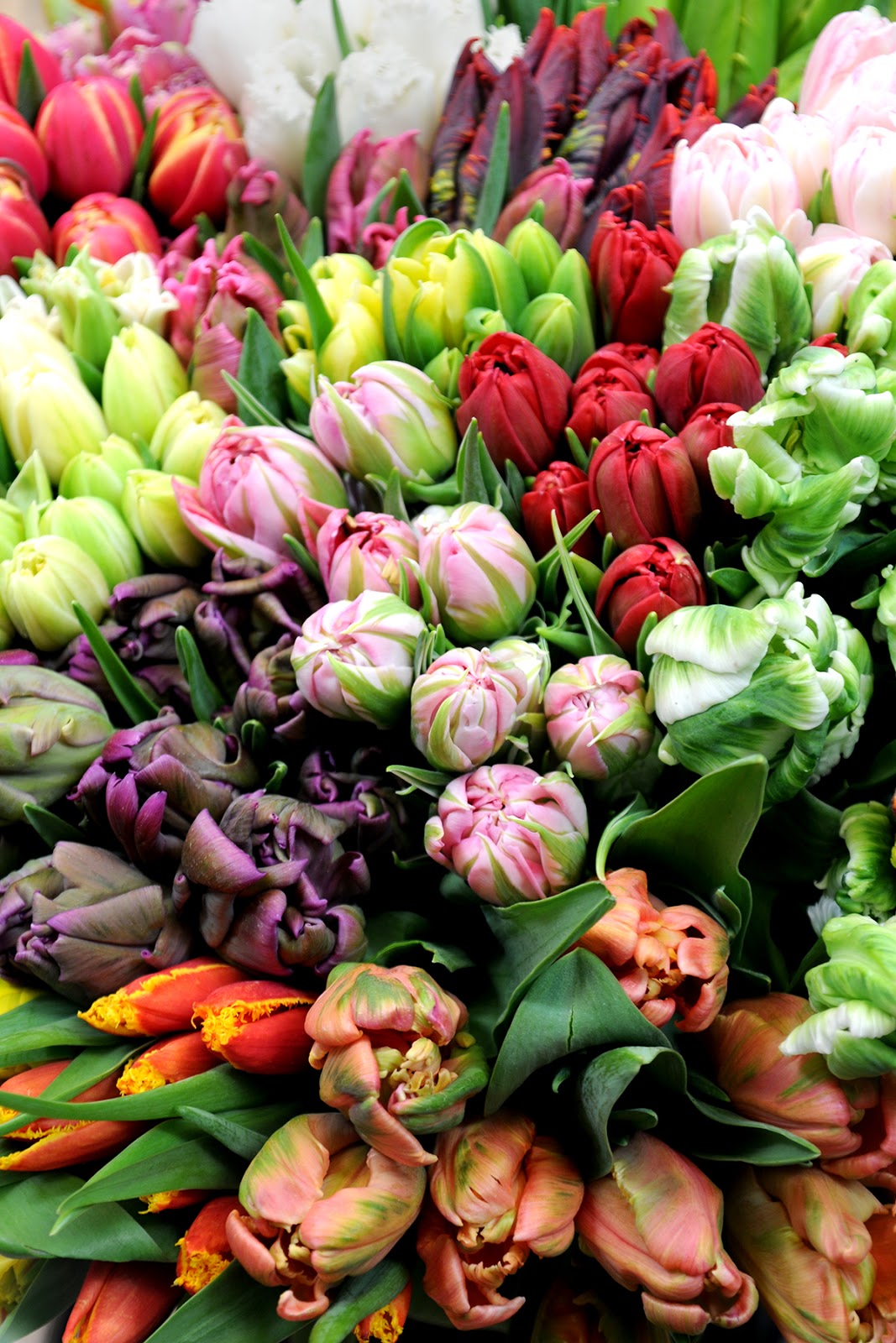 Fancy Tulip Varieties Cheat Sheet | Sun Valley