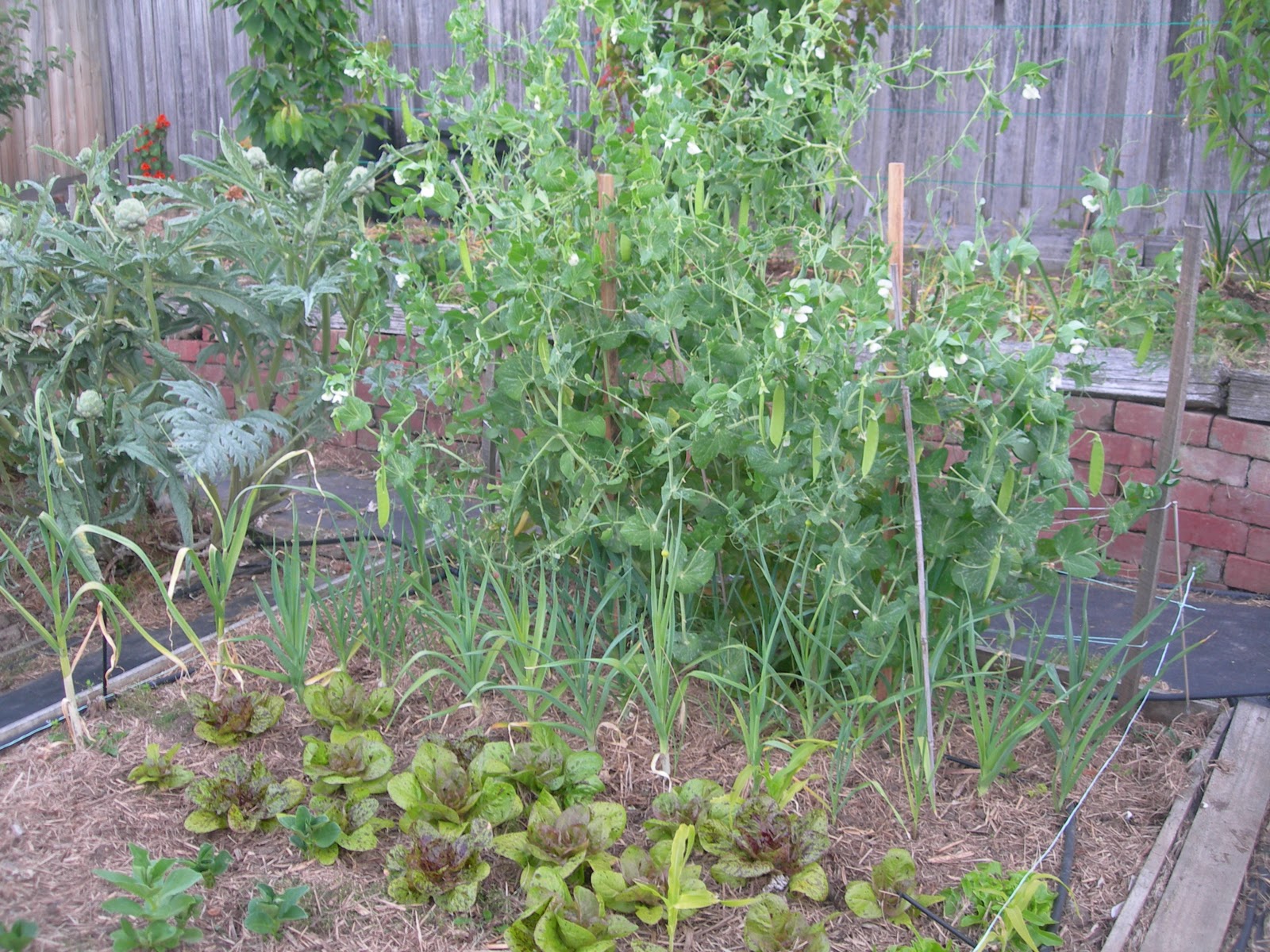 Polystyrene Garden Junkie