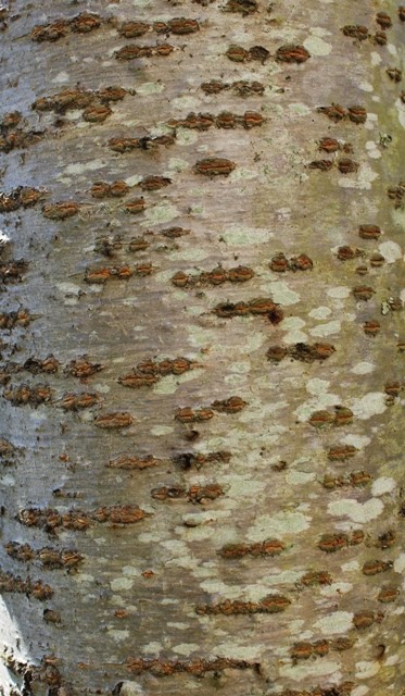 bluegillpottery: Texture