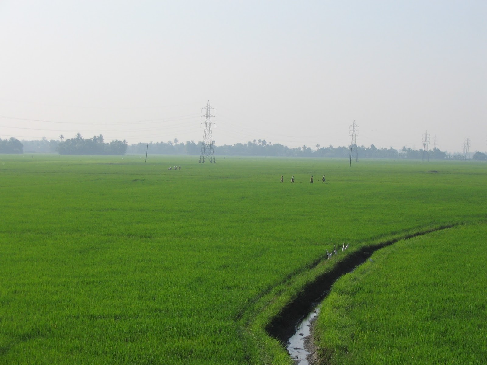 Rice Farmers In Kerala