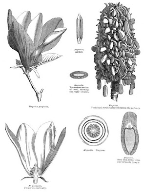 MAGNOLIACEAE - Fitri Astuti Wahyu Utami's Journey