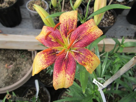 Saskatchewan Lilies ....in progress