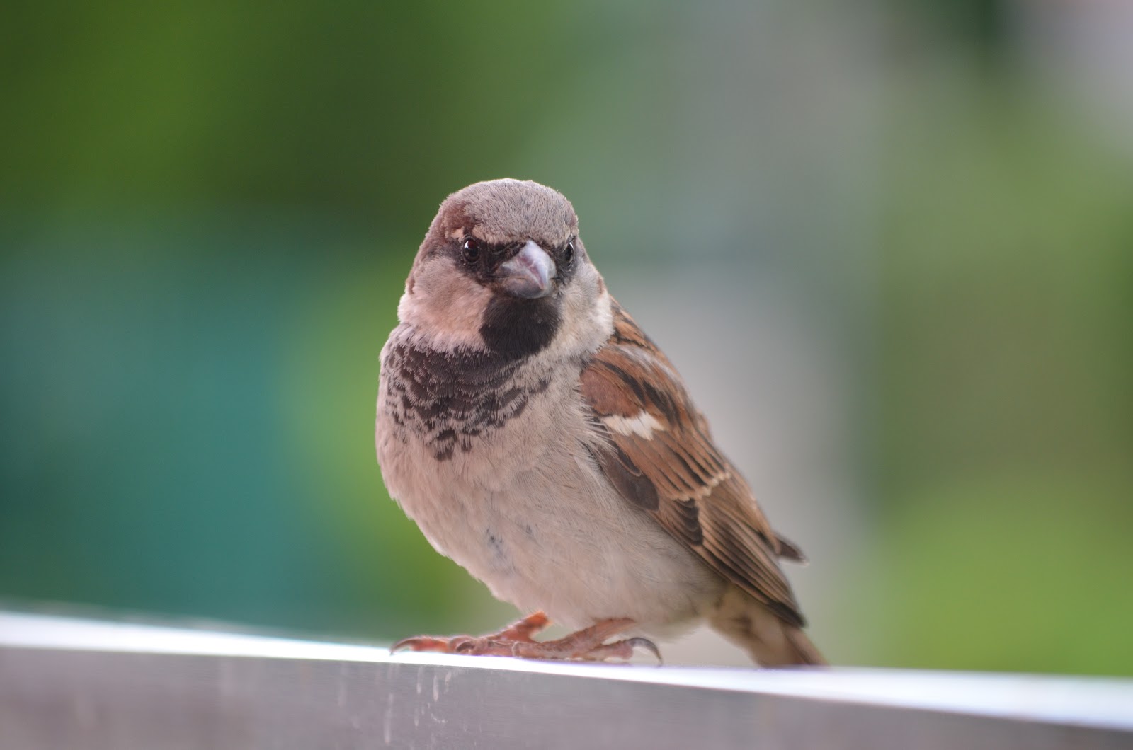 Claudiu Dinca Foto: Vrabia - fotografii facute cu Nikon D5100, 55-200mm ...