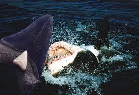 Our Enviroment: Extinction of Megalodon