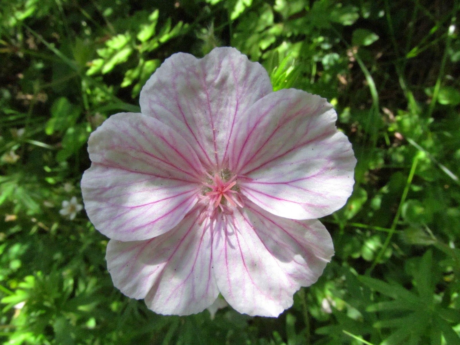Weeding on the Wild Side: Continuous bloom: roses, geraniums, plus June ...
