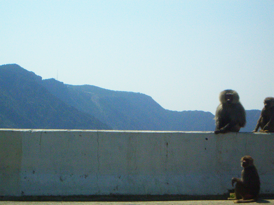 North with the Cat People: Abha